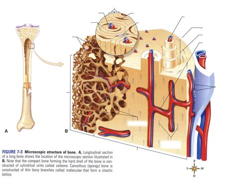 Microscopic Structure Of Bone Figure 7 3 Diagram Quizlet