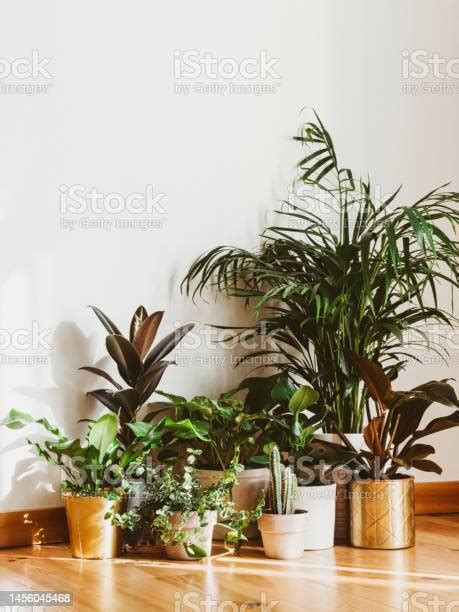 다양한 관엽 식물이 있는 인테리어 바닥에 거실에 식물이 있는 인테리어 0명에 대한 스톡 사진 및 기타 이미지 0명 가정 생활 가정의 방 Istock