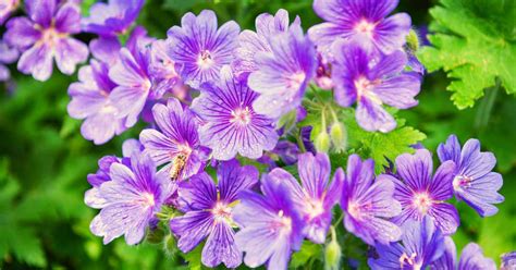 Geranium Flower Meaning And Symbolism