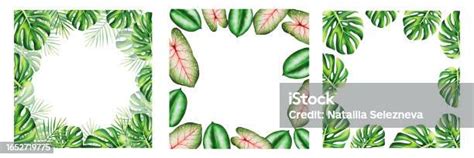 사실적인 열대 잎이 있는 수채화 세트 몬스테라 칼라듐 무화과나무 잎의 그림은 흰색 배경에 분리되어 있다 아름 다운 식물 손으로 그린 꽃 요소 디자이너 스파 장식 엽서 결혼식
