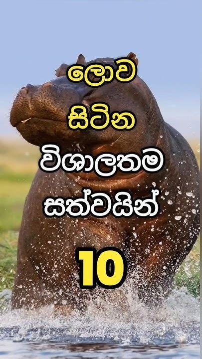 ලොව සිටින විශාලතම සතුන් 10 😲 Youtube