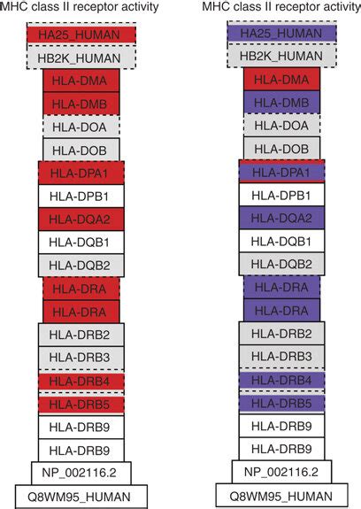 MHC Class II Normal Vs Tissue Culture Related The MHC Class II Download Scientific Diagram