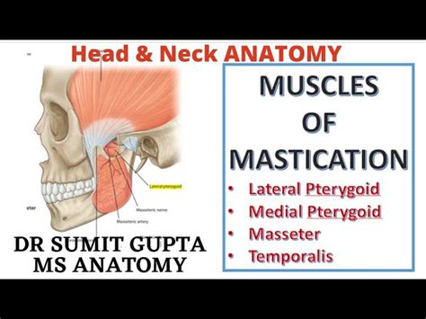 Medial Pterygoid And Masseter