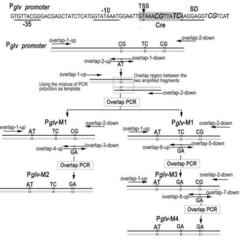 Pdf Development Of A Bacillus Subtilis Expression System Using The Improved Pglv Promoter