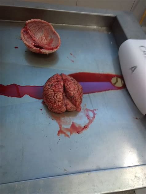 【超！閲覧注意】3人の全裸女性が並べられた。これから何が始まるか（画像あり） ポッカキットポッカキット