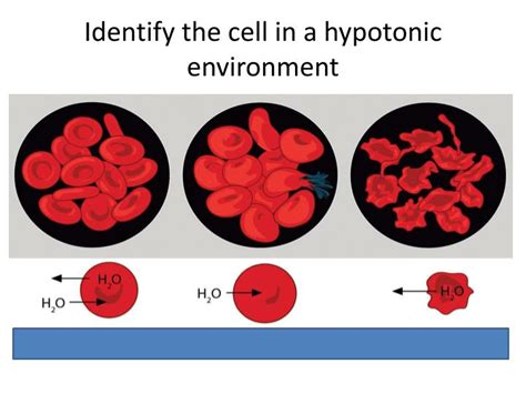 Ppt Hypertonic Vs Hypotonic Powerpoint Presentation Id 1974033