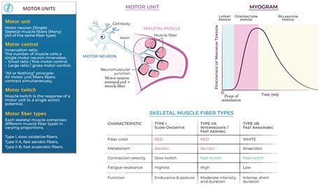 Anatomy And Physiology Motor Units Ditki Medical And Biological Sciences