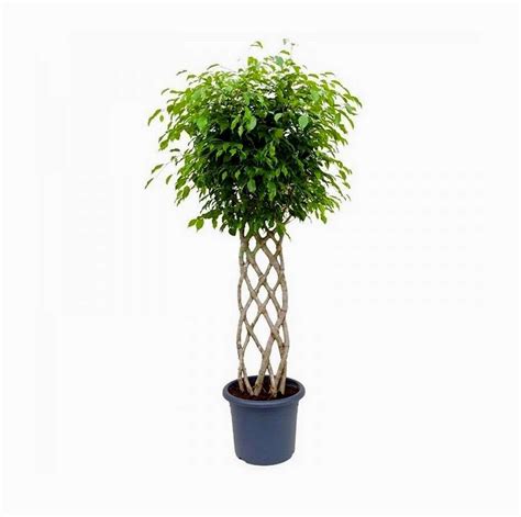 Фикус Бенджамина Экзотика Решетка D23 H100 купить в Санкт – Петербурге