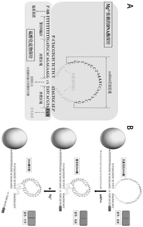 Construction Method Of Self Protection Dna Enzyme Walker And