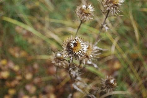 Carduus Acanthoides Bekannt Als Stachelige Plumeless Welted Oder Weg
