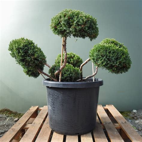 Juniper Procumbens Nana Cloud — Statement Trees