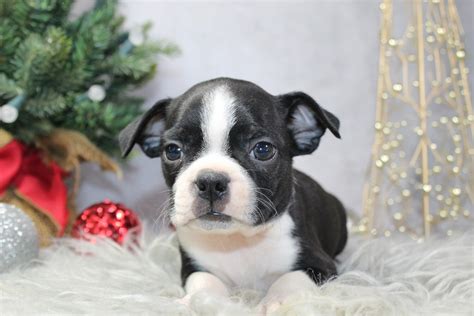 Available Boston Terrier Puppies