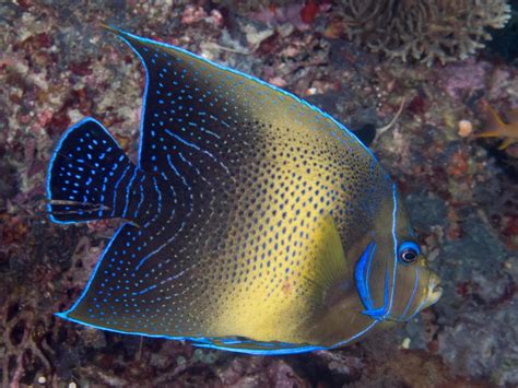 Angelfish Facts Freshwater Vs Saltwater Ocean Info