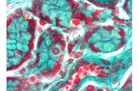 Histological Section Of Pylorus Shows Pyloric Glands Lined With