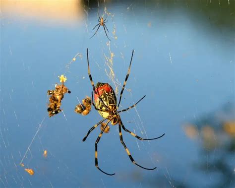 Trichonephila Clavata Facts Diet Habitat And Pictures On Animaliabio