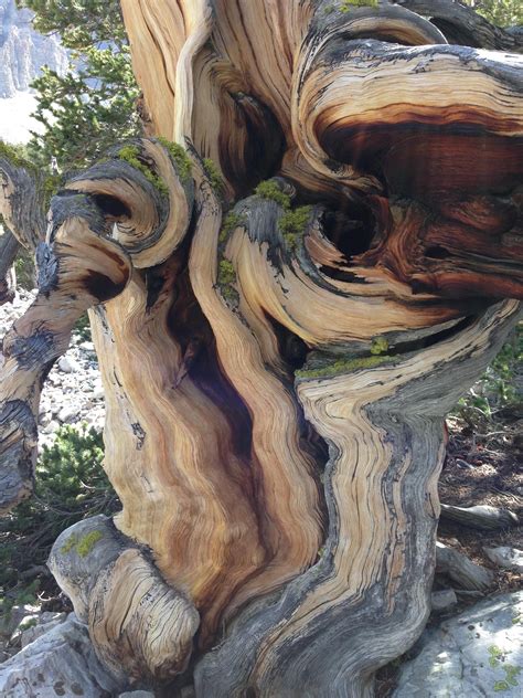 Bristlecone Pine Oldest Tree Species In The World 1920×1080 Artofit