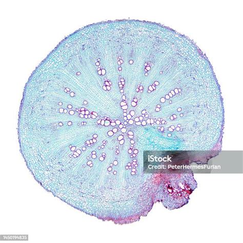 Raíz De Rábano Planta Raphanus Sativus Sección Transversal Bajo