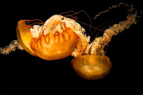 Pacific Sea Nettle Mote Marine Laboratory And Aquarium