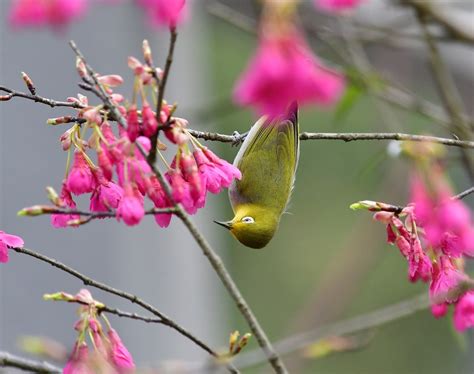 绣眼2 中关村在线摄影论坛