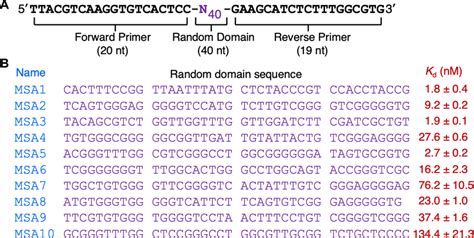 aptamer selection a the sequence of the dna library used for in