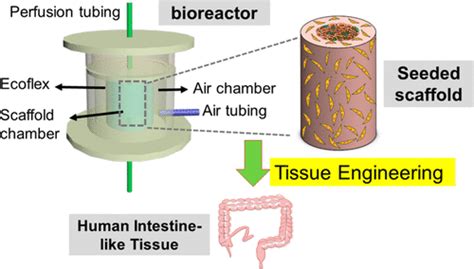 Tissue Engineering Bioreactor