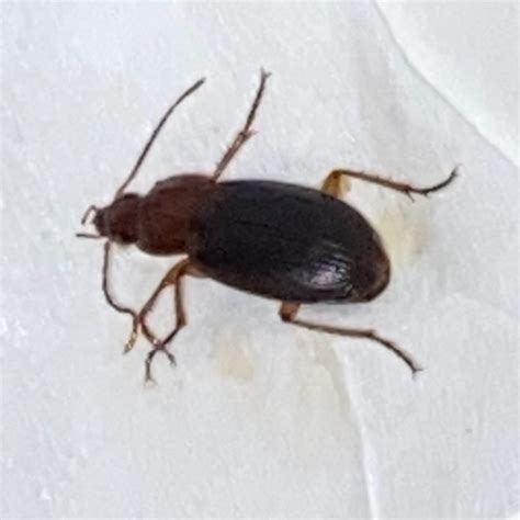 Calathus Ruficollis Calathus Ruficollis Picture Insect