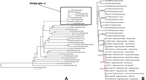 A Results Of Maximum Likelihood Analysis Based On Concatenated Dataset Download Scientific