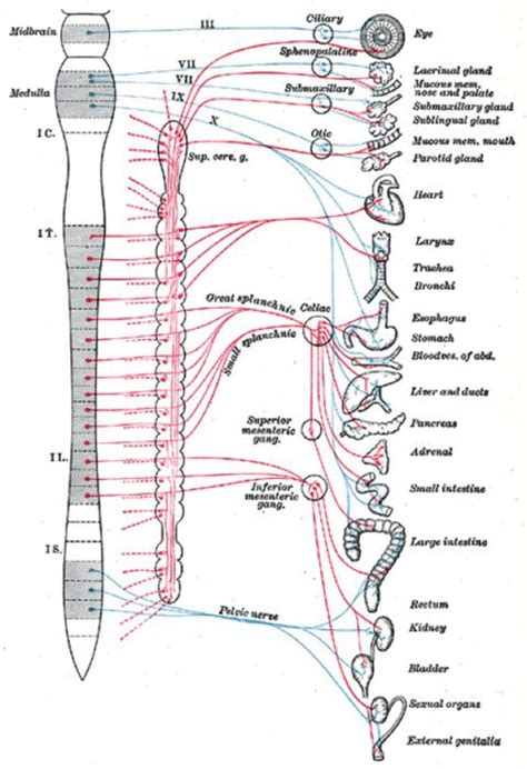 Superior Hypogastric Plexus Block Ainsworth Institute
