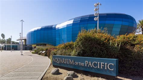 Conservation Leader Named New Ceo Of Aquarium Of The Pacific Blooloop