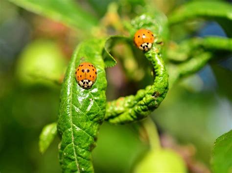 How To Get Rid Of Asian Beetles In Your Garden