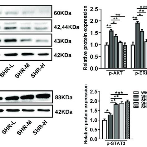 Effect Of Aerobic Exercise At Different Intensities On Renal Function Download Scientific