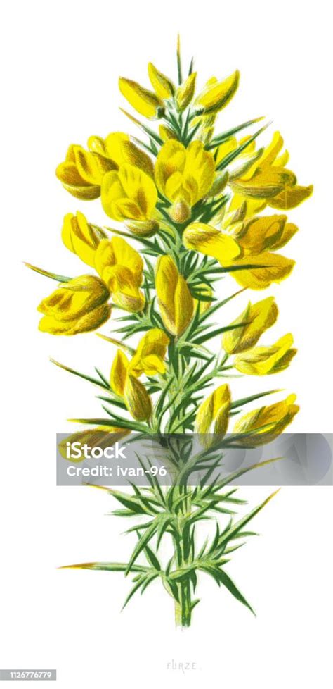 Furze Gorse Bramble Stock Illustration Download Image Now Gorse