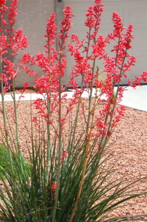 Red Texas False Yucca Hummingbird Hesperaloe Parviflora Plant Etsy