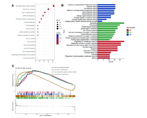 functional enrichment analysis of the differentially expressed genes
