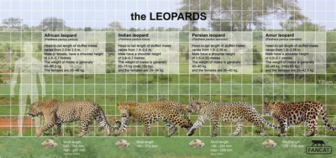 The Leopards Size By Bigfancat On Deviantart
