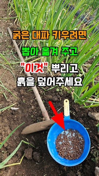 굵은 대파 키우려면 뽑아 옮겨주고 이것 뿌리고 흙을 덮어주세요 대파농사 Youtube