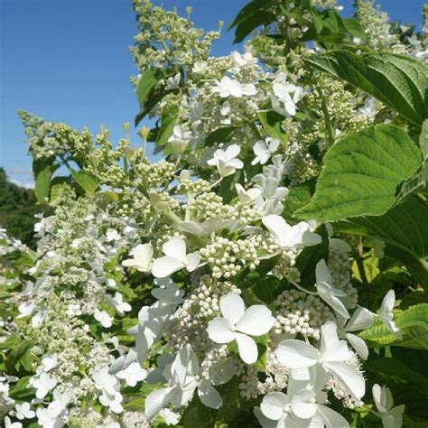 Hydrangea Paniculata Mega Pearl From Nvk Nurseries