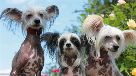 25 Cute Chinese Crested Puppies For Sale Good Dog