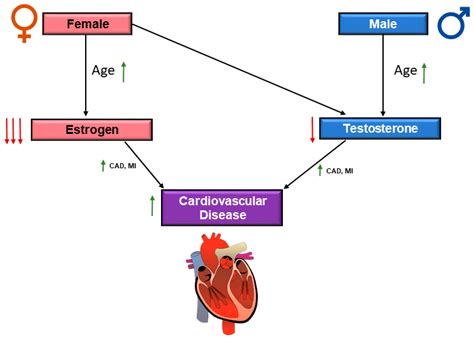 Cardiovascular Risks Associated With Gender And Aging