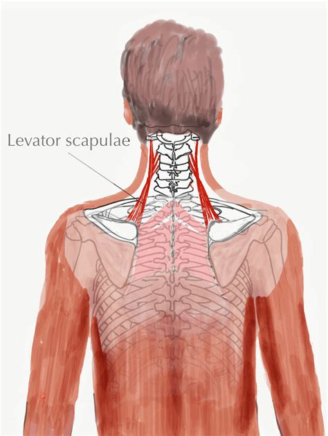 Levator Scapulae — The Bodywork Institute