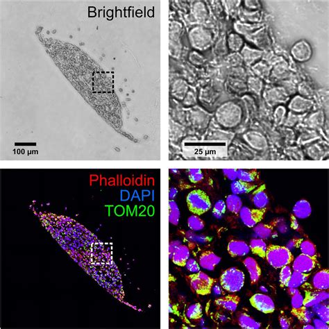 Deparaffinized Rehydrated And Stained Paraffin Section Download Scientific Diagram