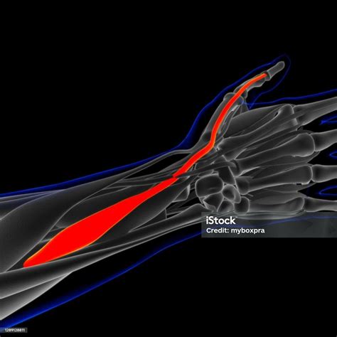 의료 개념 3d 일러스트레이션을 위한 흥분기 폴리시스 롱러스 근육 해부학 3차원 형태에 대한 스톡 사진 및 기타 이미지 3차원 형태 근육 사진 이미지 Istock