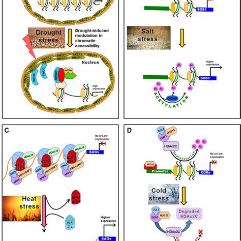 An Overview Of The Chromatin Conformation Capture 3c And Its Download Scientific Diagram