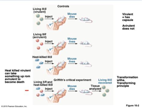 Ch 10 Genetics Flashcards Quizlet