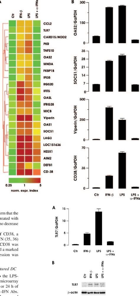 Figure 3 From Sensitization To Tlr7 Agonist In Ifn β Preactivated Dendritic Cells1 Semantic