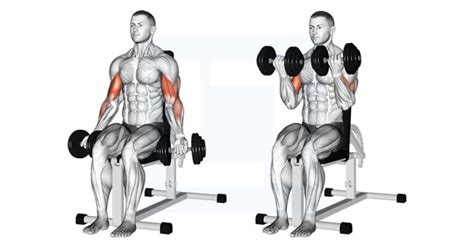 Dumbbell Seated Bicep Curl Guide Benefits And Form