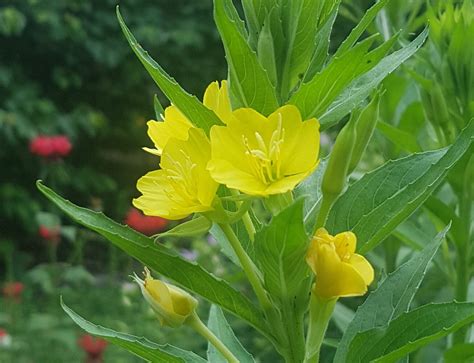 Evening Primrose The Native Plant Gardener