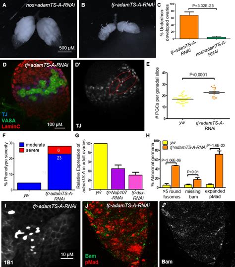 Figures And Data In Nucleoporin107 Mediates Female Sexual Differentiation Via Dsx ELife