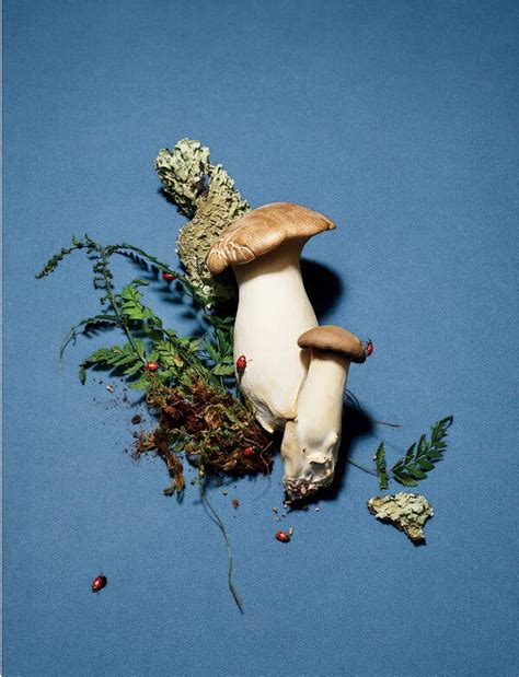 Mushrooms The Last Survivors The New York Times