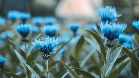 Blue Flowers Field Buds Floral 4k Hd Flowers Wallpapers Hd Wallpapers